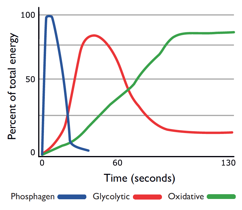 Energy Pathways and How They Fuel Your Activities – Keelo